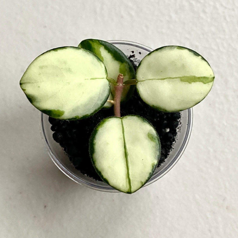 Hoya Mathilde - Etsy