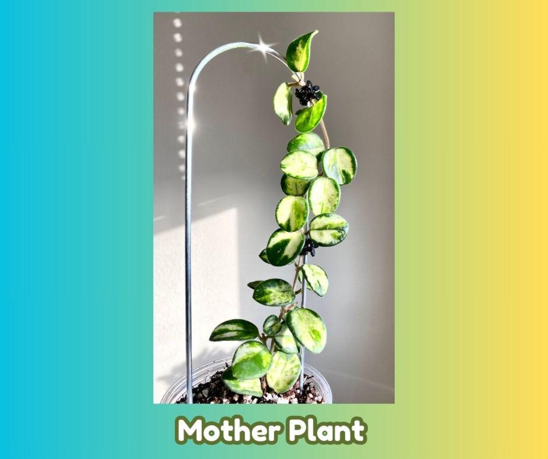 Hoya Mathilde Variegated Large Mother Plant Rare Small Leaf Hoya ...