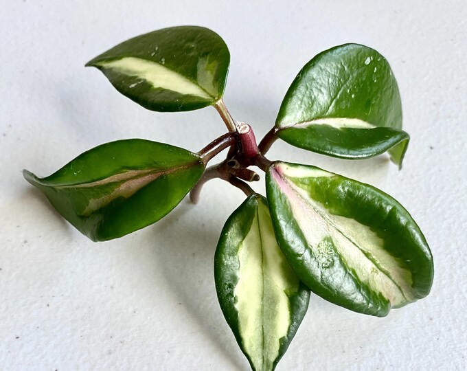 Hoya Carnosa Brazil Unrooted Cutting Rare Hoya Collectors Item Hoya Fam ...