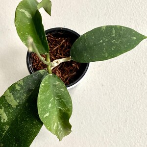 Hoya Polypus Pink Flower With Splash Rooted Plant Rare Hoya Collector's ...
