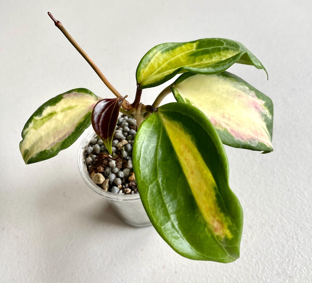 Hoya Merrillii Inner Variegated Established Actively Growing Plant Sun ...