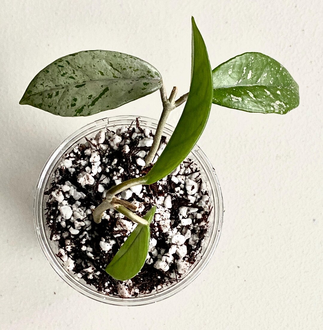 Hoya 073 Two Lightly Rooted Cuttings Rare Hoya Collector's Item Hoya ...
