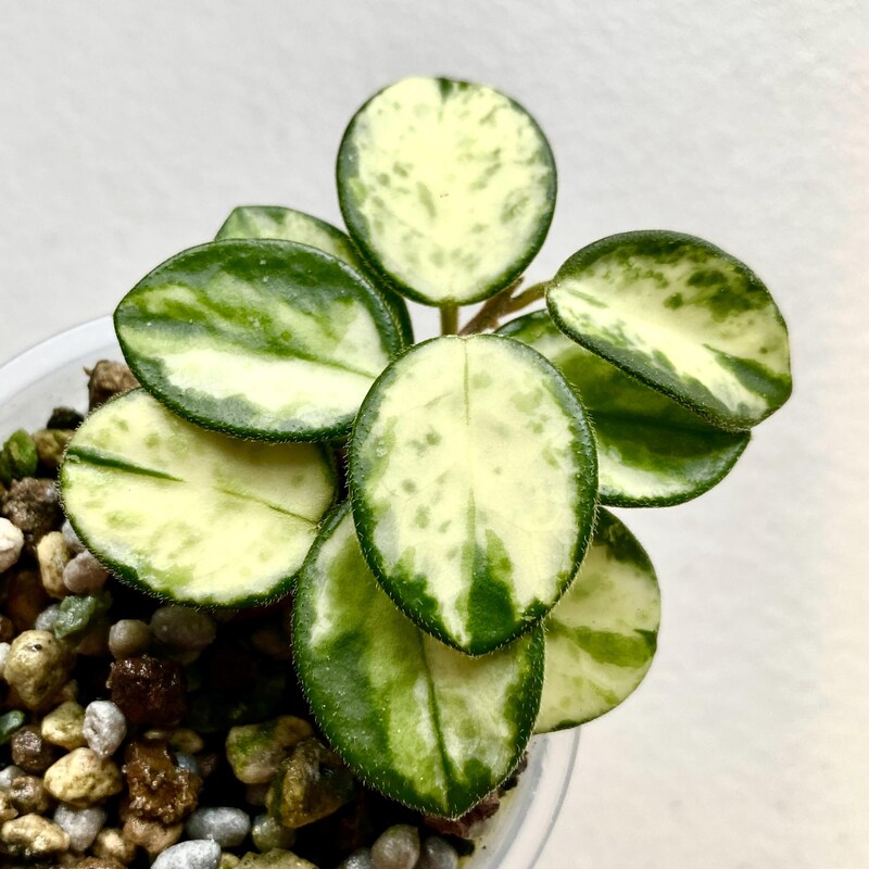 Hoya Mathilde - Etsy