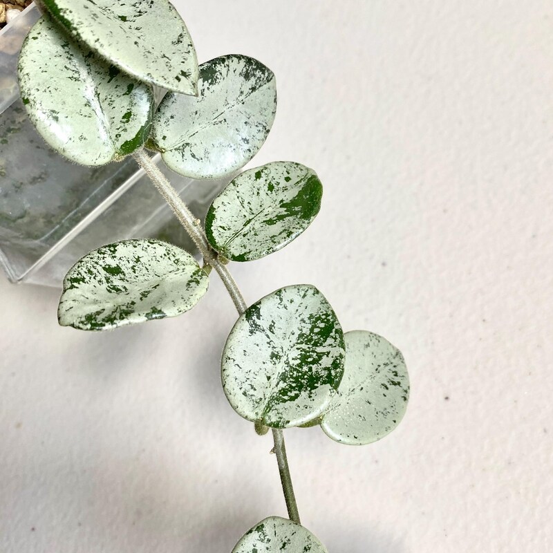 Hoya Mathilde - Etsy