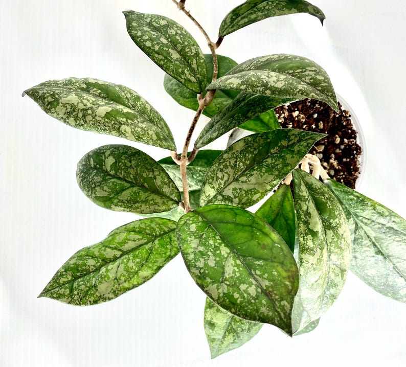 Hoya Blessing Super Splash - Lightly Rooted Cutting - Collector’s Item ...
