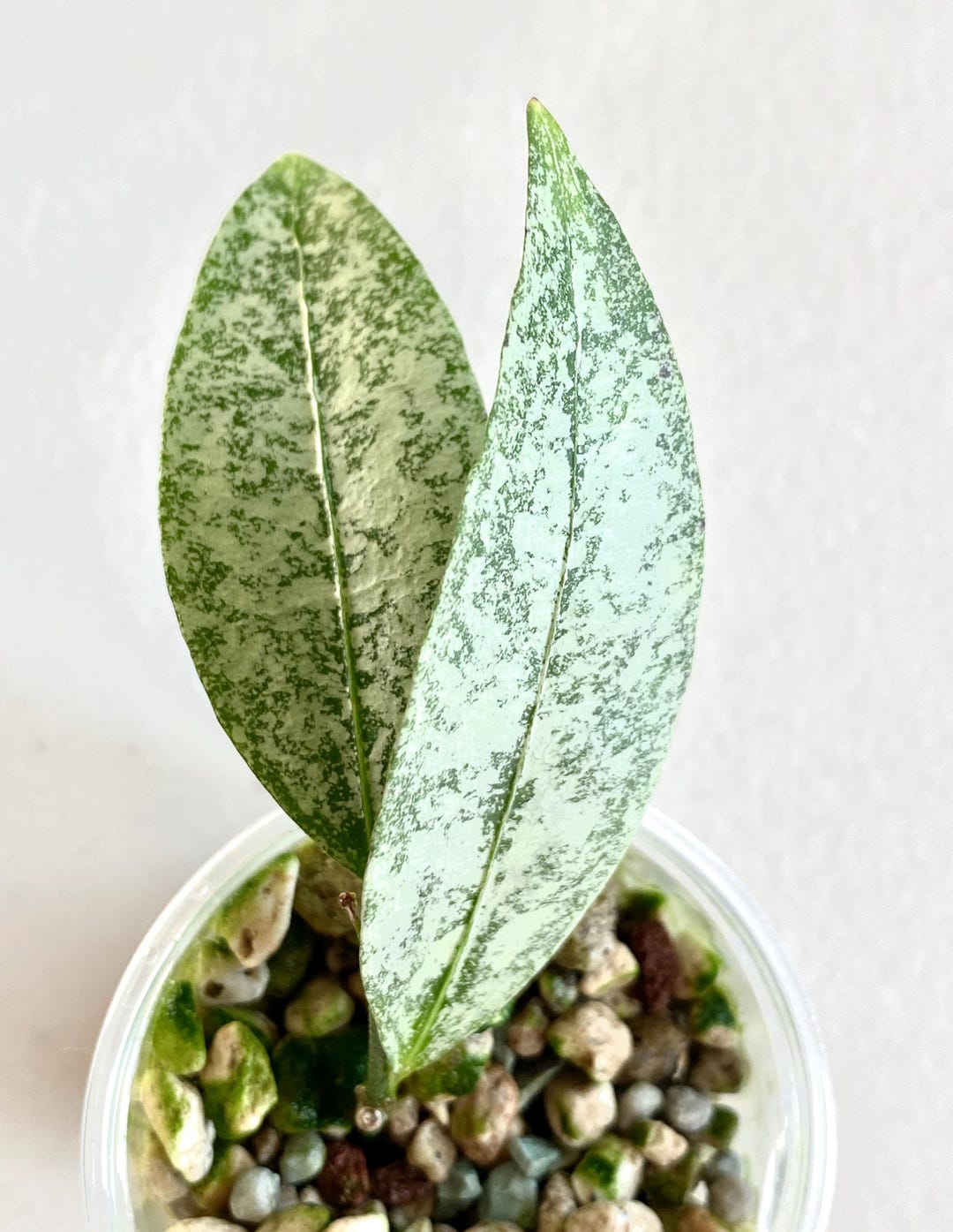 Hoya Amicabilis Silver Rooted Cutting Rare Hoya Collectors Item Christmas Hoya Fam Gifts ...