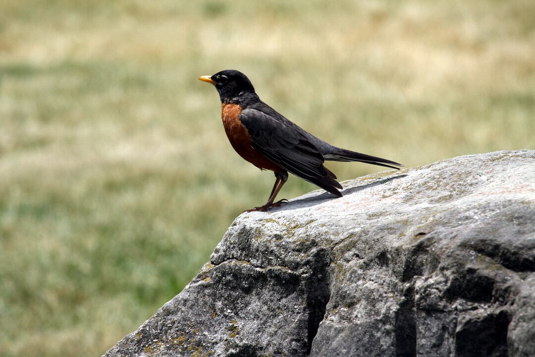 Bird. American Robin - Etsy