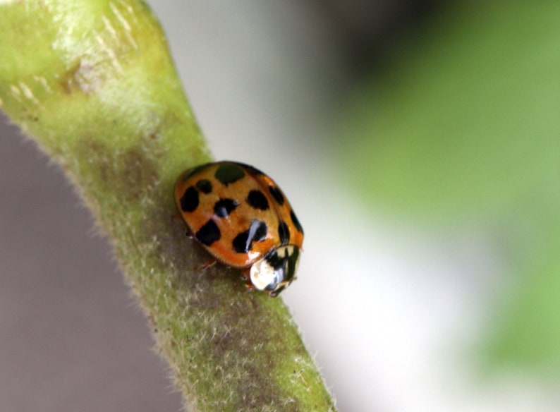 Insect. Lady Beetle - Etsy