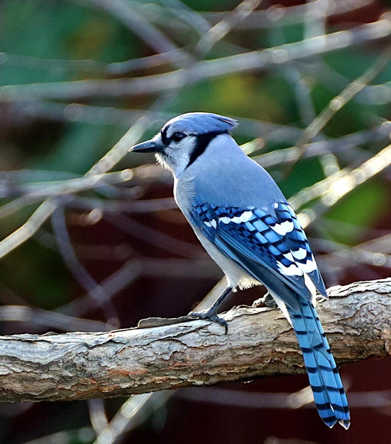 Bird. Blue Jay on a Branch - Etsy