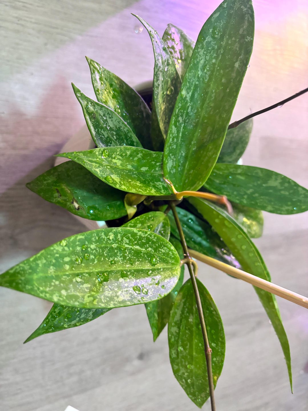 Hoya Rangsan Splash - Etsy