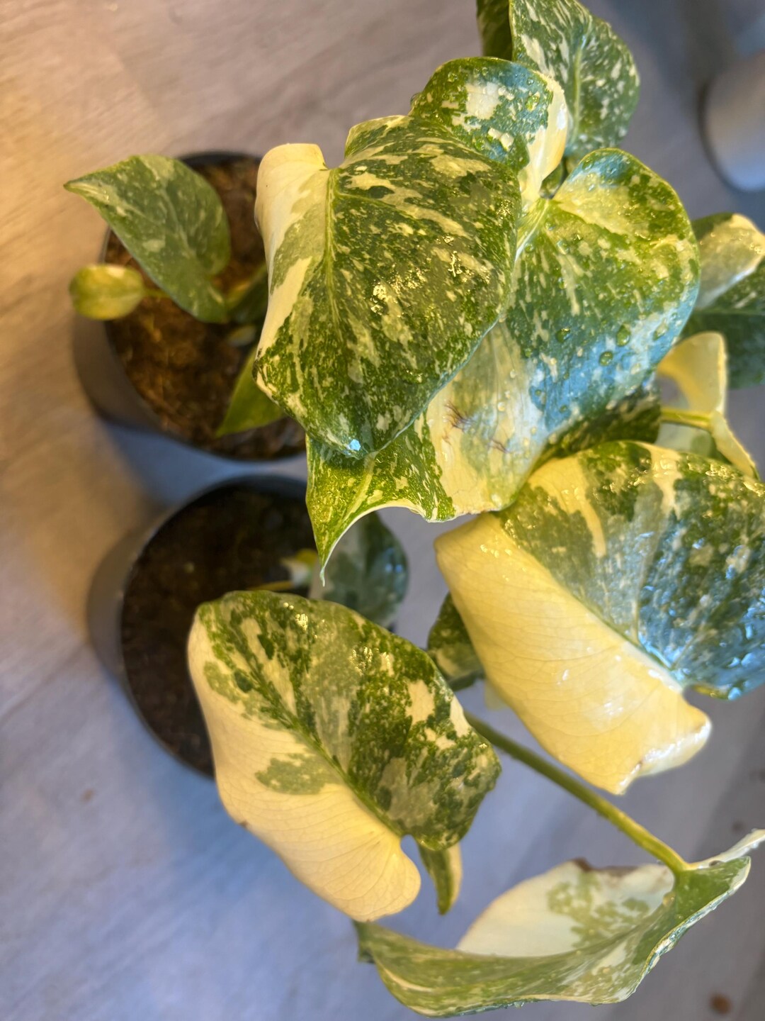 Monstera Thai Constellation White Snow Mutation Super Rare US Seller ...