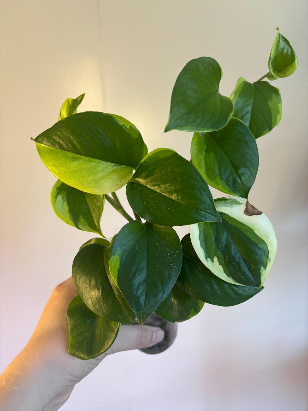 Epipremnum Poonsin Manjula: Variegated Tropical Houseplant - Etsy