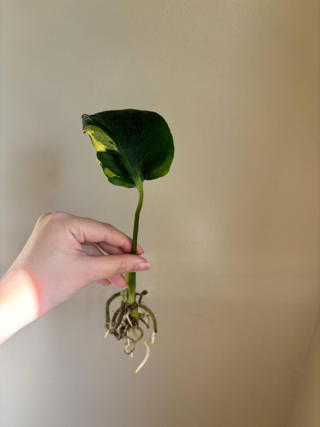 Monstera Contorta Variegated Ultra Rare Mutation US Seller - Etsy