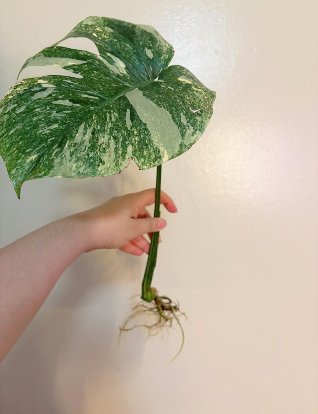 Monstera Legacy Cutting US Seller Super Rare Fast Shipping - Etsy