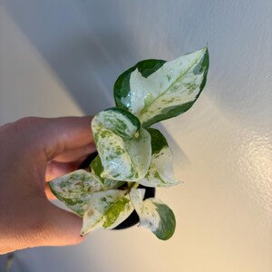 Japanese Pothos Global Rare Plant US Seller Fast Shipping - Etsy