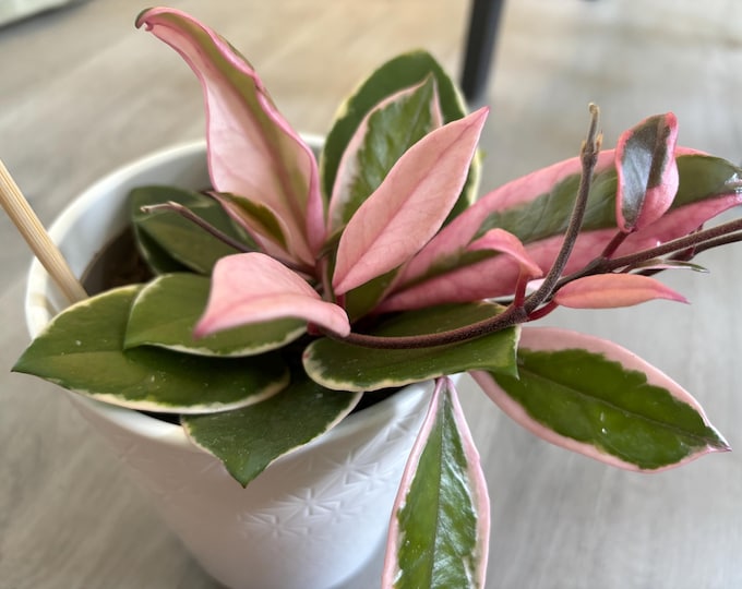 Hoya Carnosa Variegated Shining Sea Star US Seller - Etsy