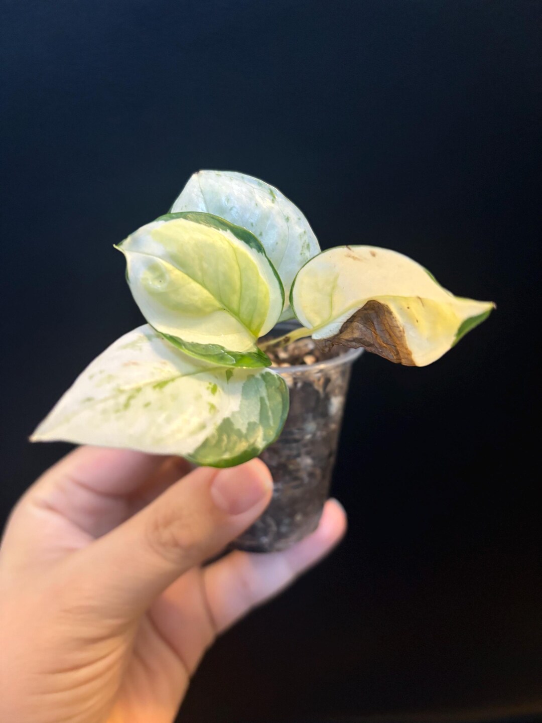 US Seller- Very Rare ROOTED Japanese Global Pothos Epipremnum Aureum ...