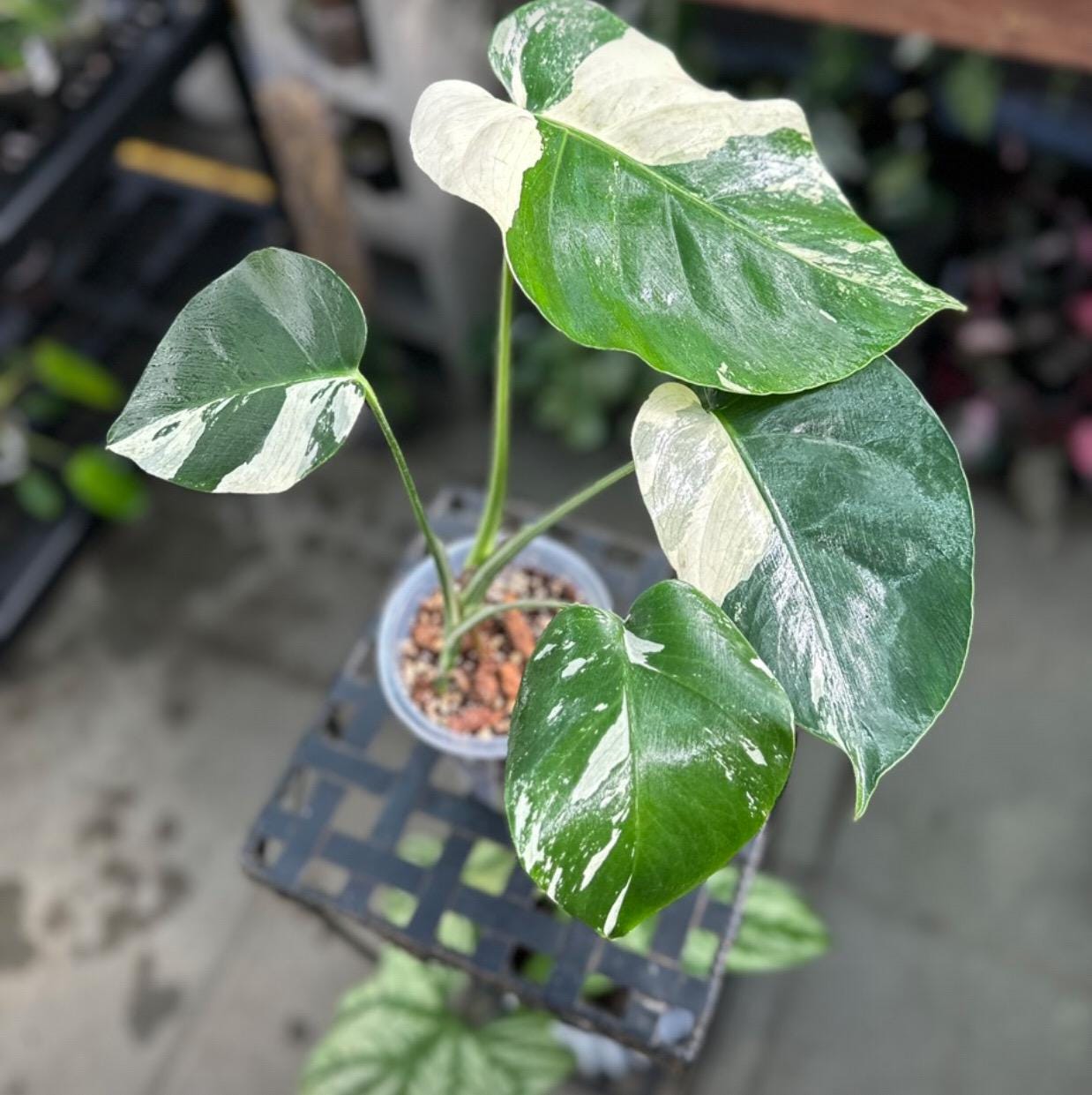 Monstera mint - Etsy 日本 Monstera mint - Etsy 日本