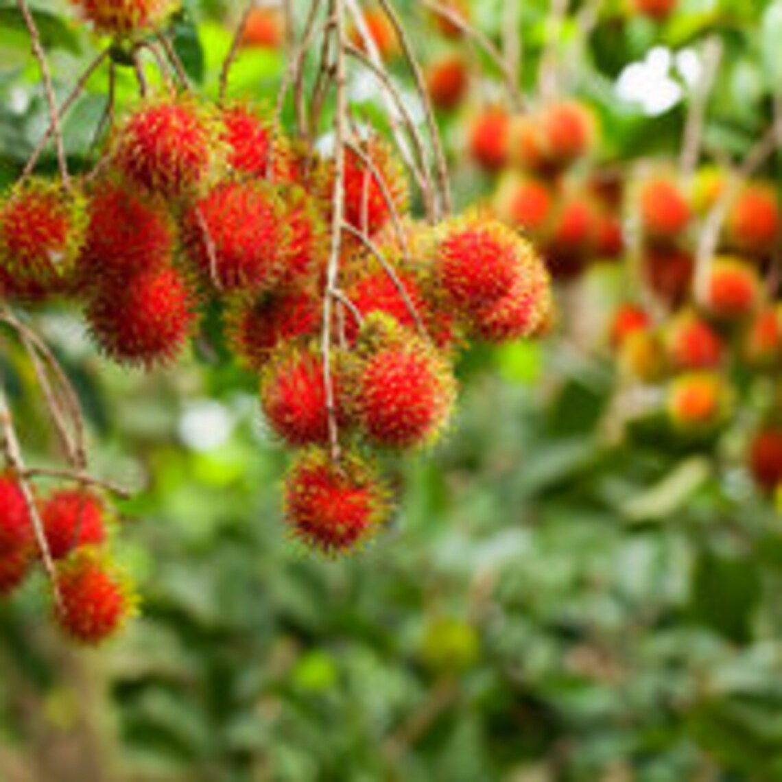 Ripe From Thailand to Your Doorstep: Organic Dried Rambutan Taste the ...
