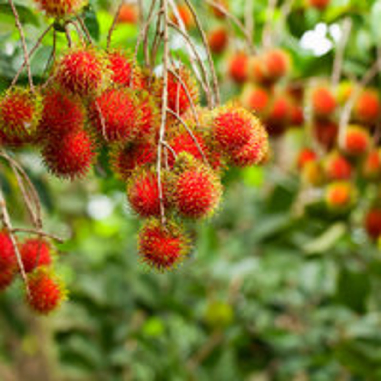 Ripe From Thailand to Your Doorstep: Organic Dried Rambutan Taste the ...