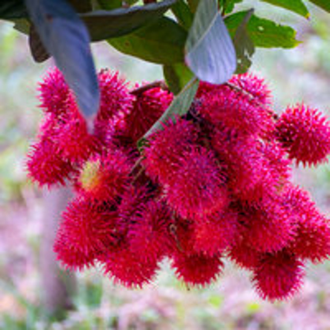 Ripe From Thailand to Your Doorstep: Organic Dried Rambutan Taste the ...