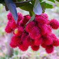 Ripe From Thailand to Your Doorstep: Organic Dried Rambutan Taste the ...