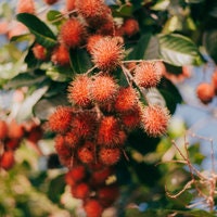 Ripe From Thailand to Your Doorstep: Organic Dried Rambutan Taste the ...
