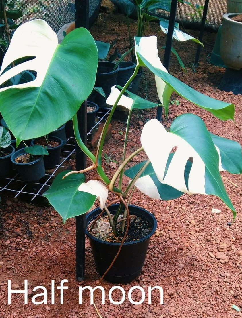 Monstera Half Moon Variegated Big Plant Last Plant Available - Etsy