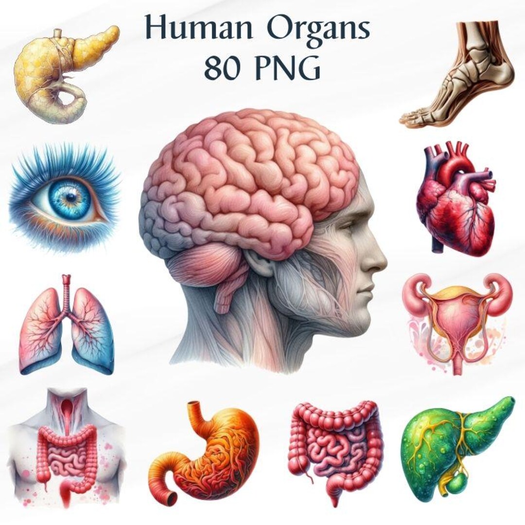 80 PNG Watercolor Human Organ Clipart , Human Organ Clipart, Biology ...