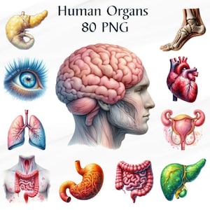 80 PNG Watercolor Human Organ Clipart , Human Organ Clipart, Biology ...