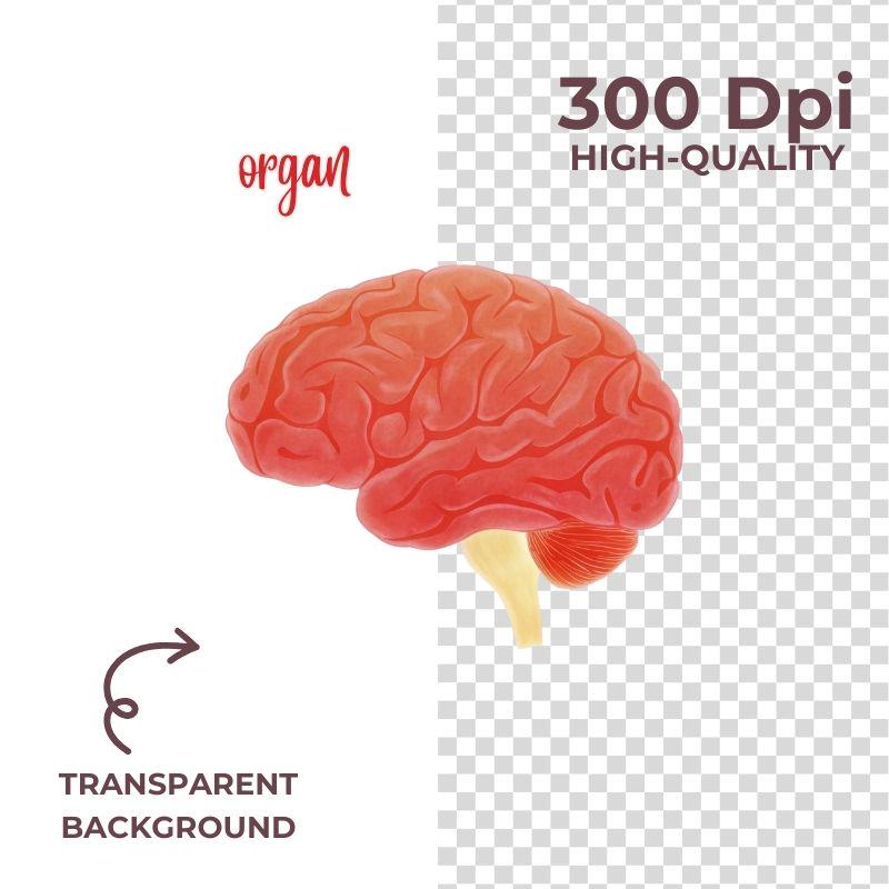 42 PNG Watercolor Human Organ Clipart , Human Organ Clipart, Biology ...