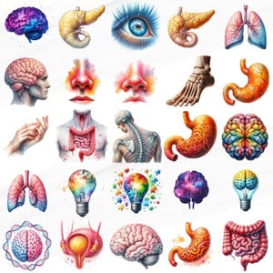 80 PNG Watercolor Human Organ Clipart , Human Organ Clipart, Biology ...