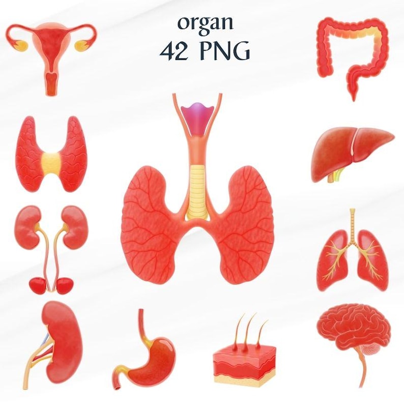 42 PNG Watercolor Human Organ Clipart , Human Organ Clipart, Biology ...