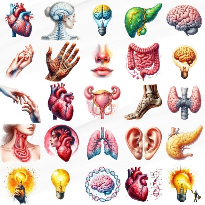 80 PNG Watercolor Human Organ Clipart , Human Organ Clipart, Biology ...