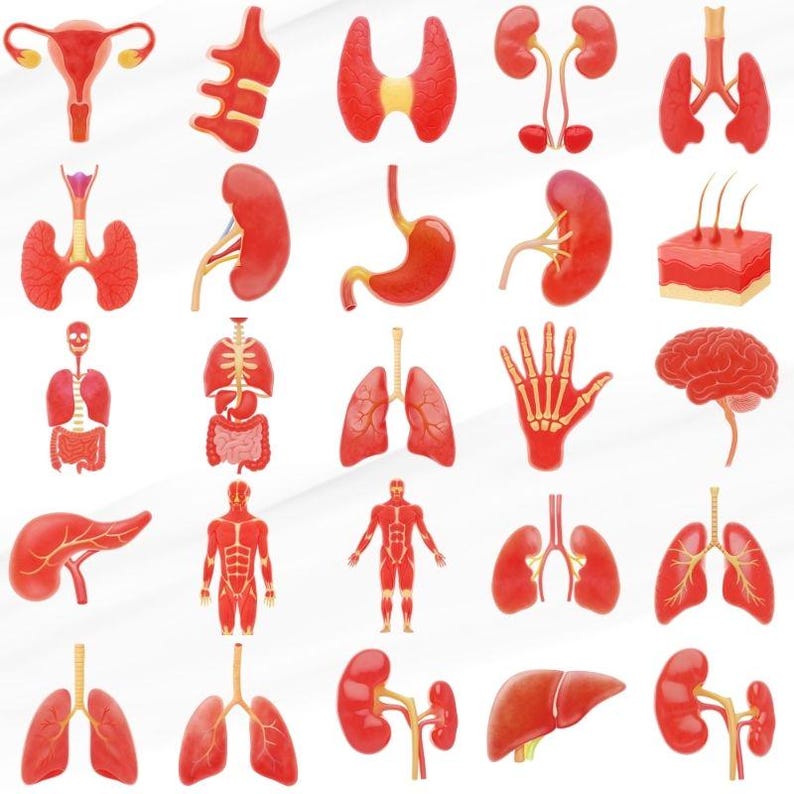 42 PNG Watercolor Human Organ Clipart , Human Organ Clipart, Biology ...