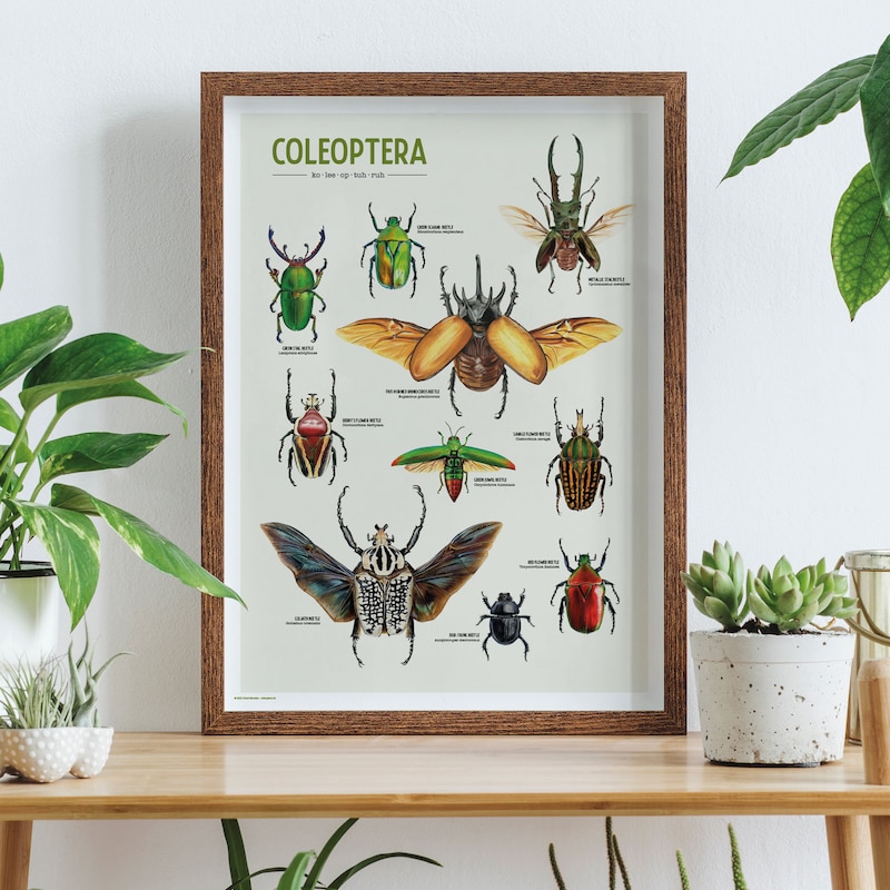 Nature Beetle Poster - Etsy UK