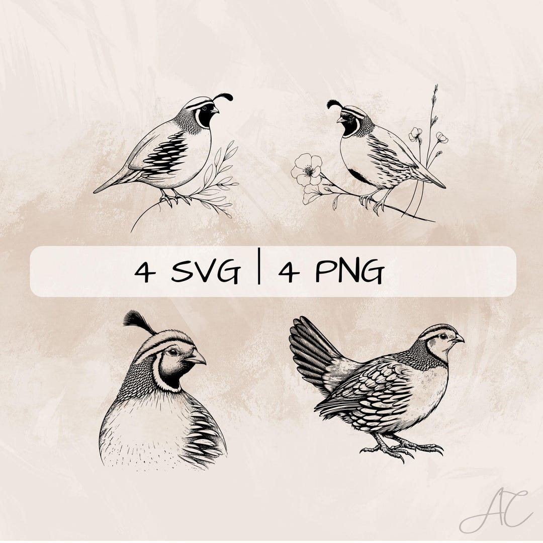 Delicate Quail SVG Bundle, Quail Bird PNG , Quail Face Clipart, Hand ...