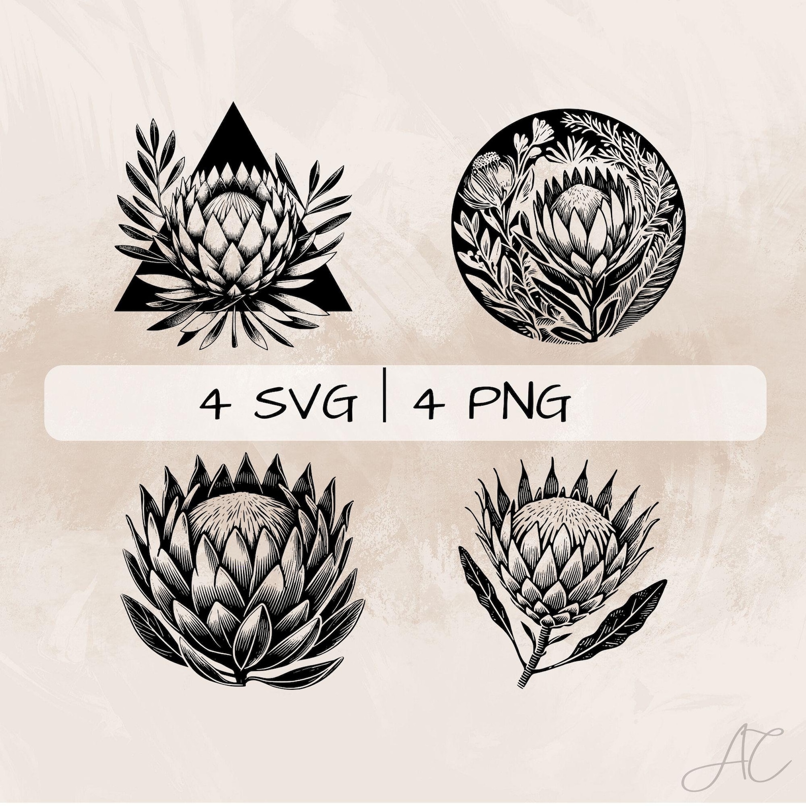 Protea SVG Bundle, Protea Flower PNG , Protea Clipart, Hand Drawn ...