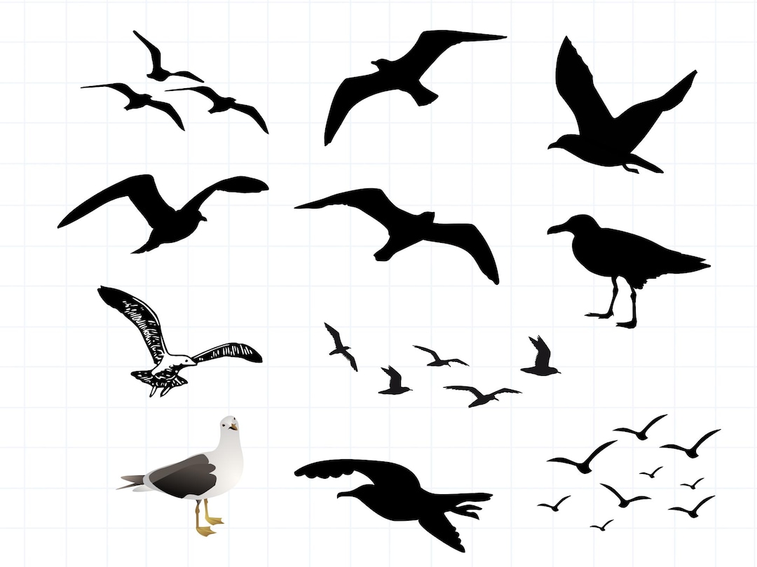 Seagull Bundle, SVG, JPG, PNG, Commercial Use, Digital Cut Files, Files ...
