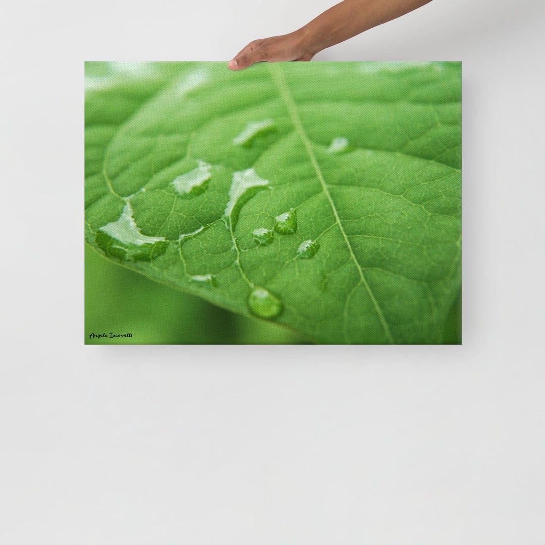 Leaf Droplet Thin Canvas Print: Nature Wall Art - Etsy