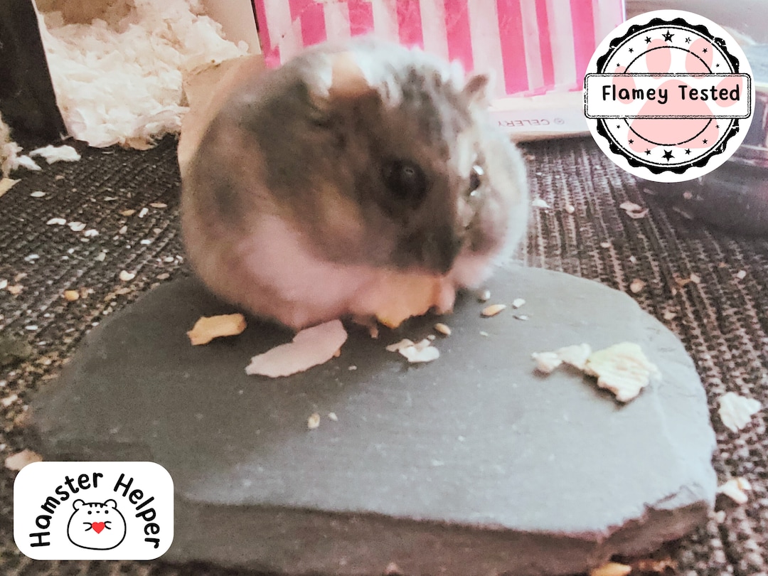 XL Stone or Slate for Hamster Nail Maintenance - Etsy UK