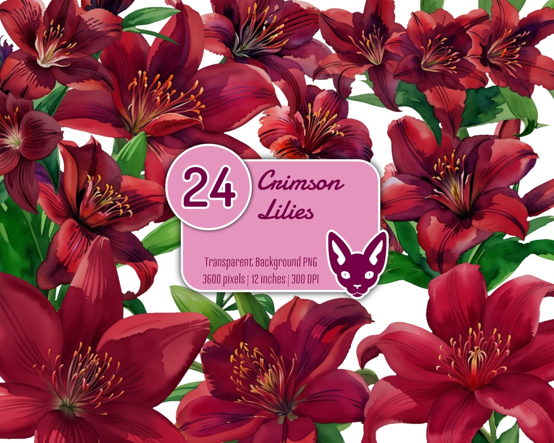 Crimson Lily in Watercolor | PNG With Transparent Background | Instant ...