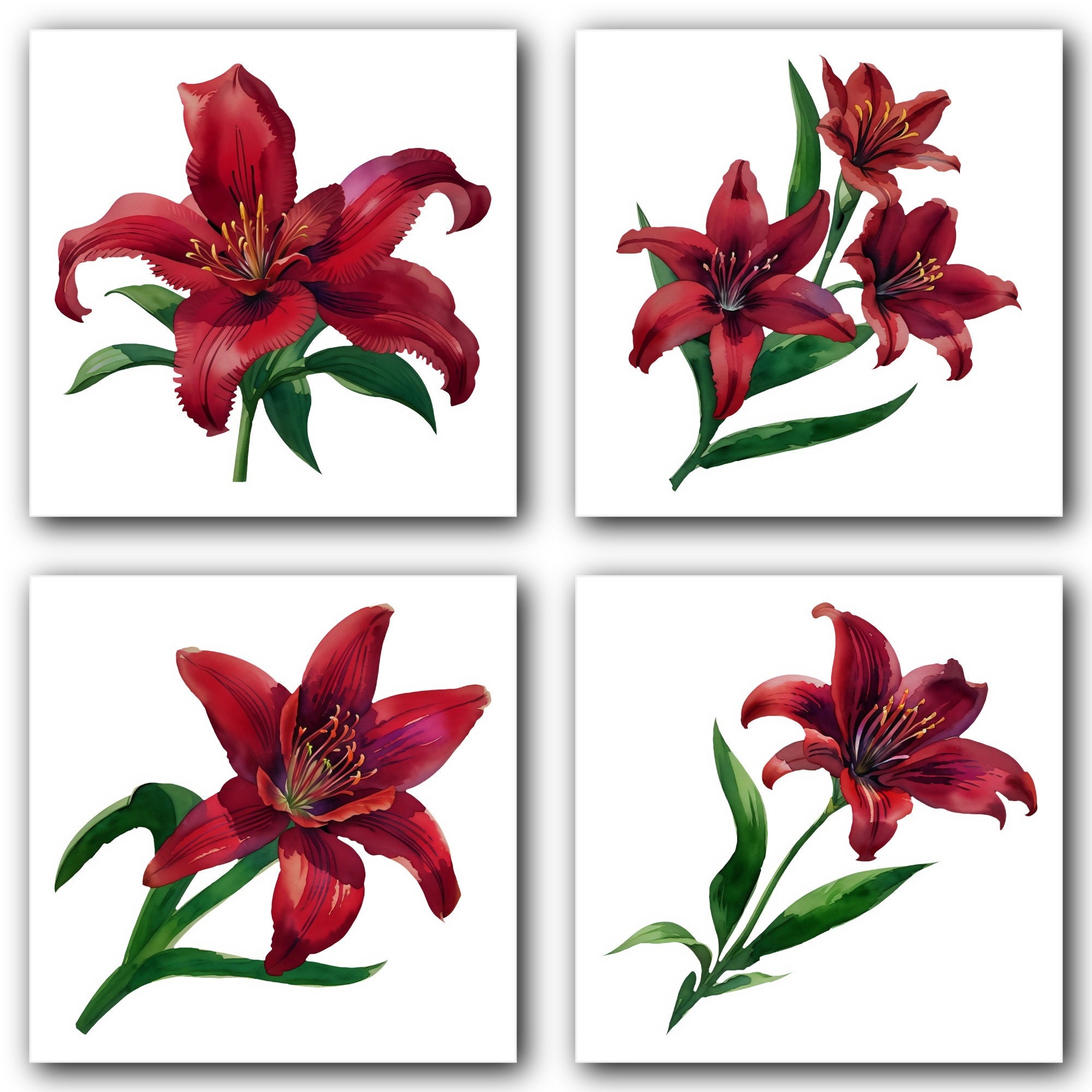 Crimson Lily in Watercolor PNG With Transparent Background Instant ...