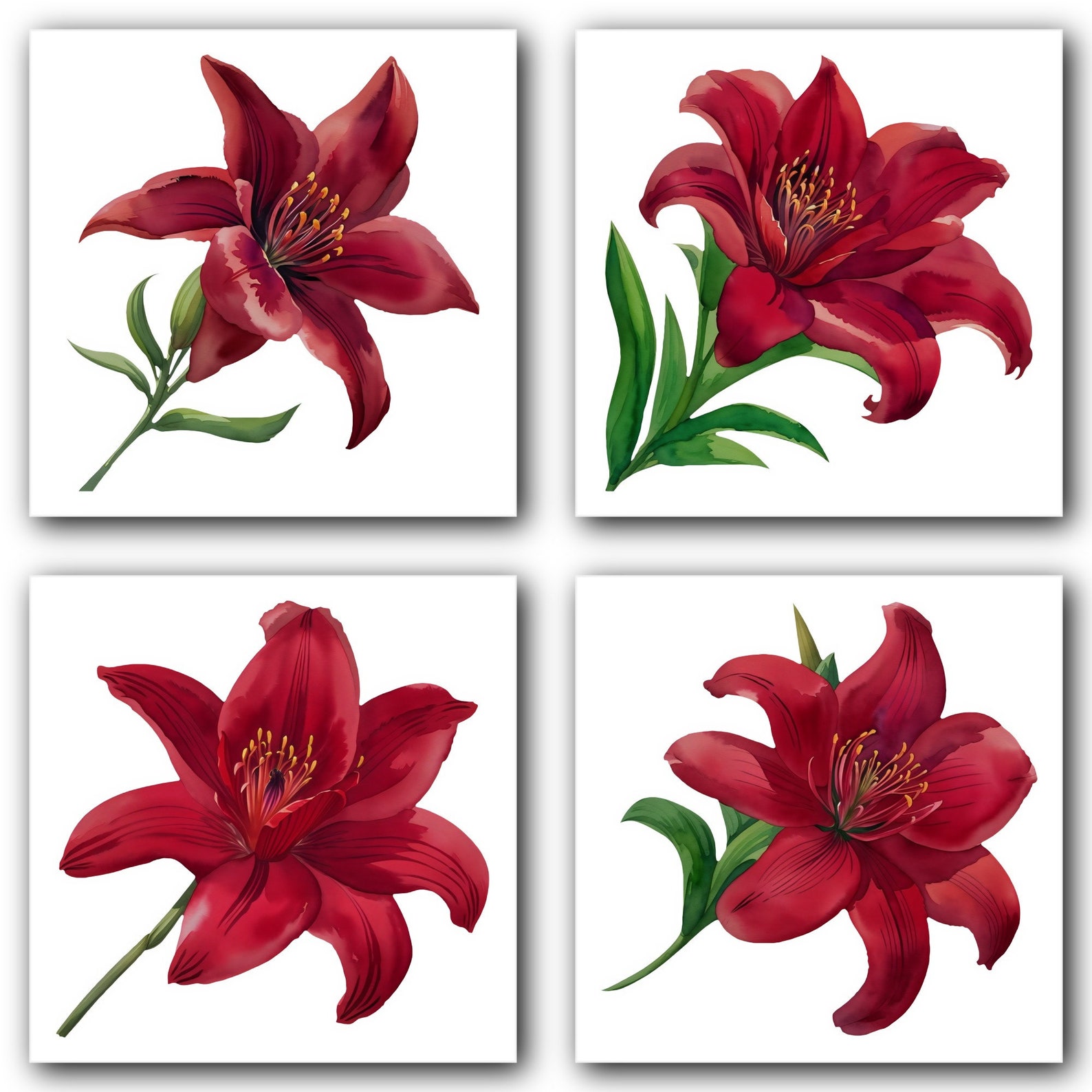 Crimson Lily in Watercolor PNG With Transparent Background Instant ...