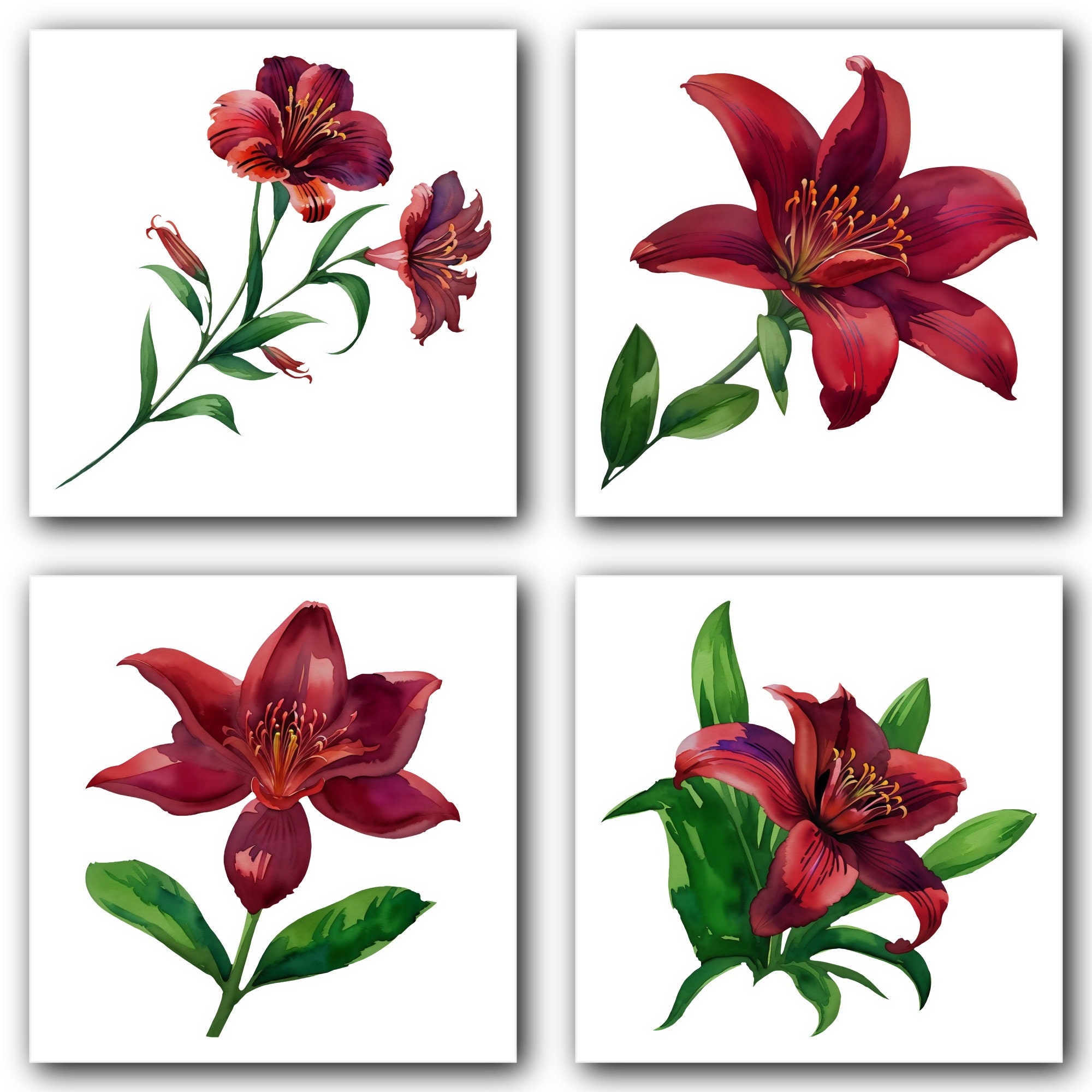 Crimson Lily in Watercolor PNG With Transparent Background Instant ...