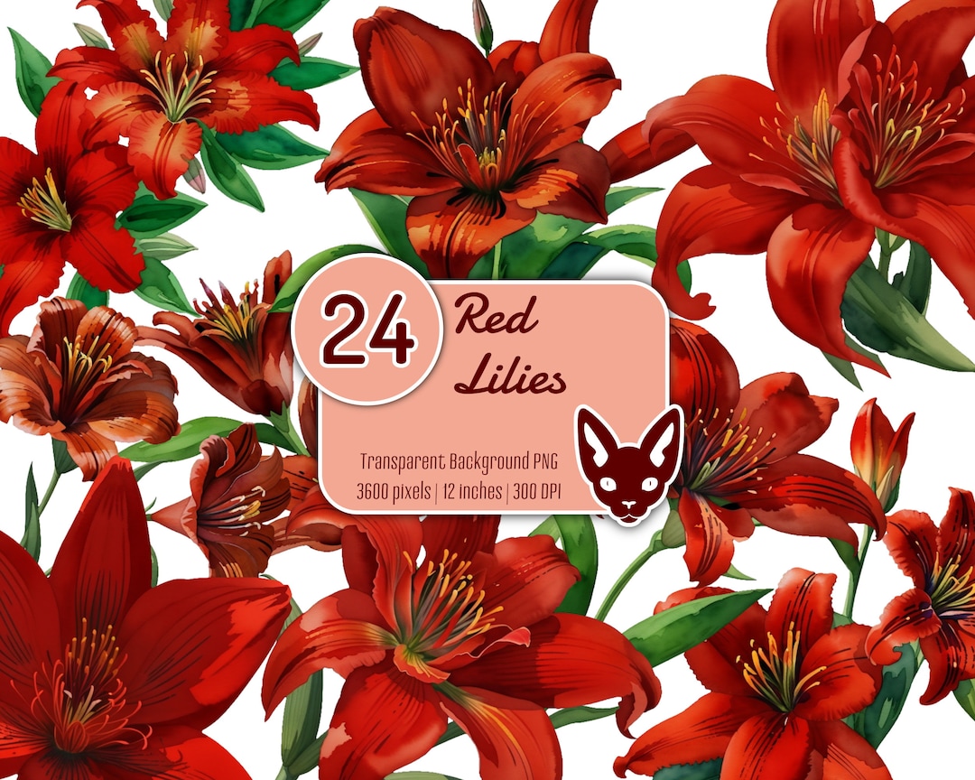 Red Lily in Watercolor | PNG With Transparent Background | Instant ...