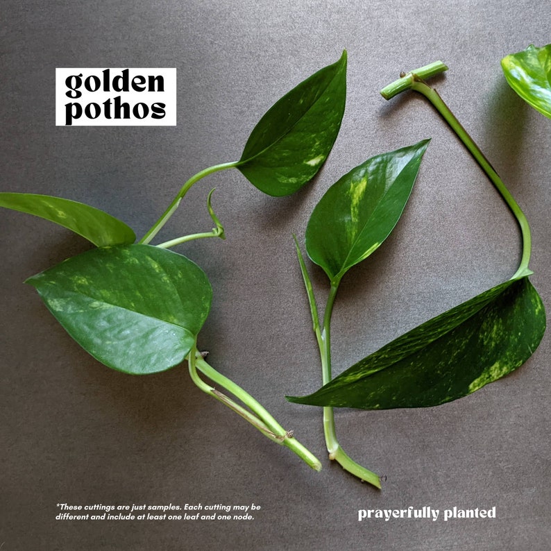 Golden Pothos, Plant Cuttings for Propagation, Propagate Stems, Rooted Houseplants, Live Indoor ...