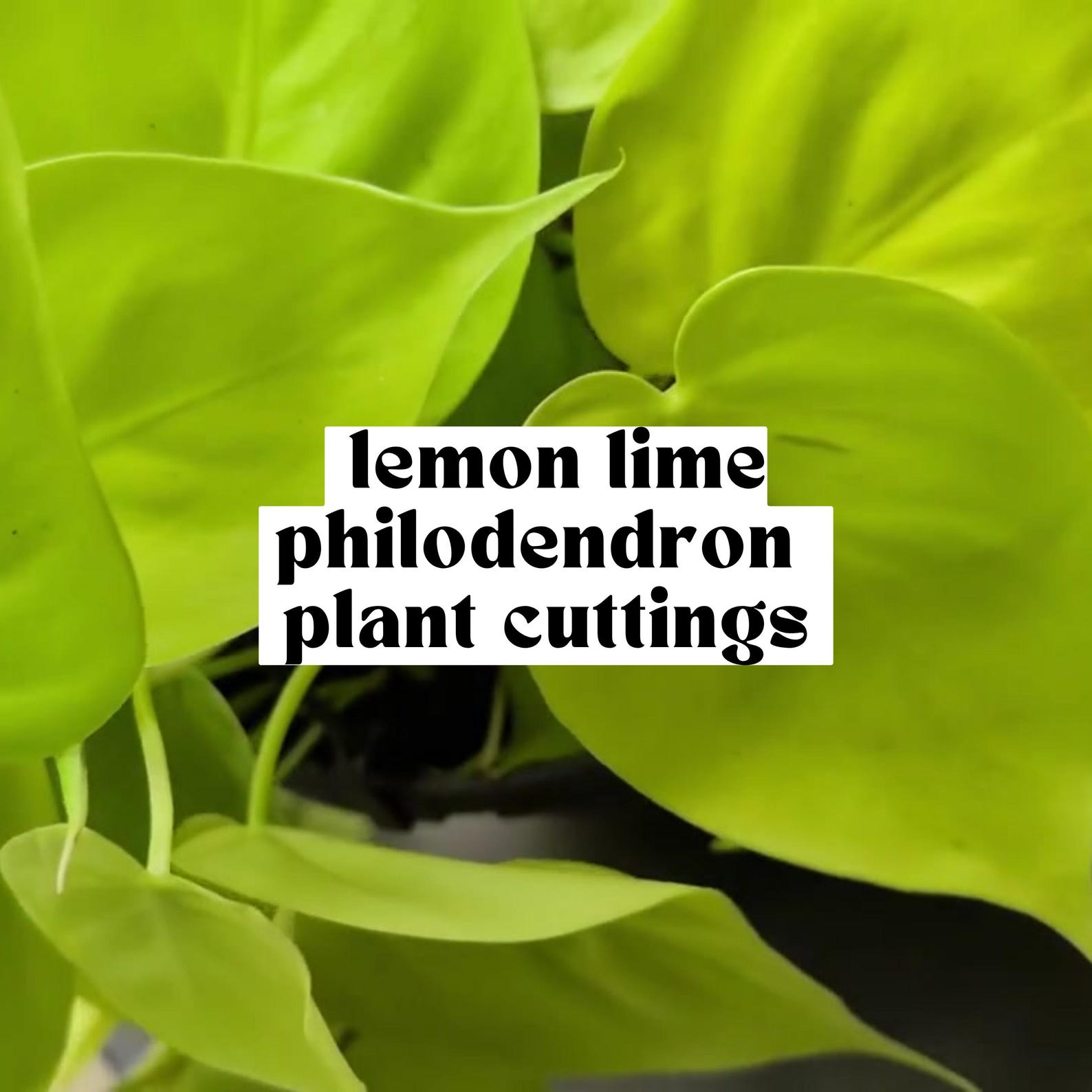 Lemon Lime Philo, Plant Cuttings for Propagation, Propagate Stems ...