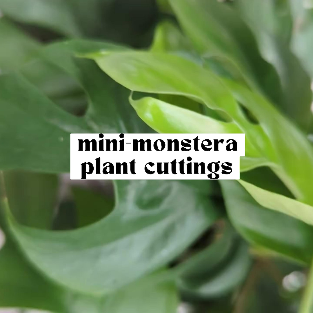Mini-monstera, Rhaphidophora Tetrasperma Cuttings for Propagation ...