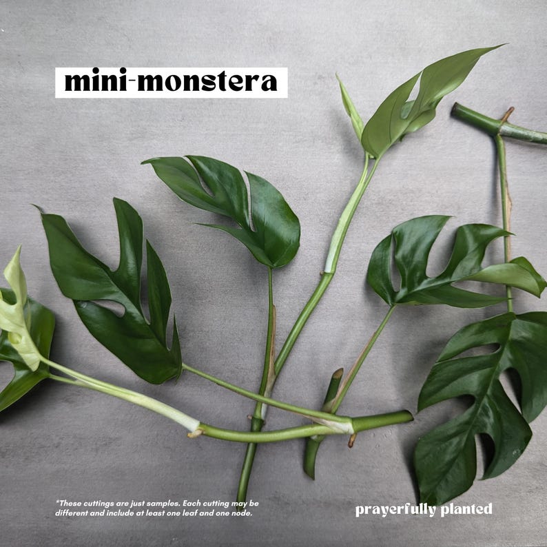 Mini-monstera, Rhaphidophora Tetrasperma Cuttings for Propagation ...